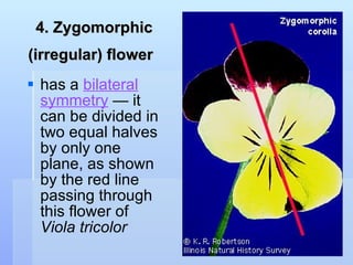 Morphology Of The Flower Part 2 | PPT