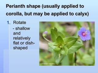 Morphology Of The Flower Part 2 | PPT