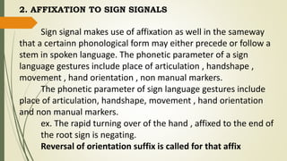 MORPHOLOGY-REPORT.pptx