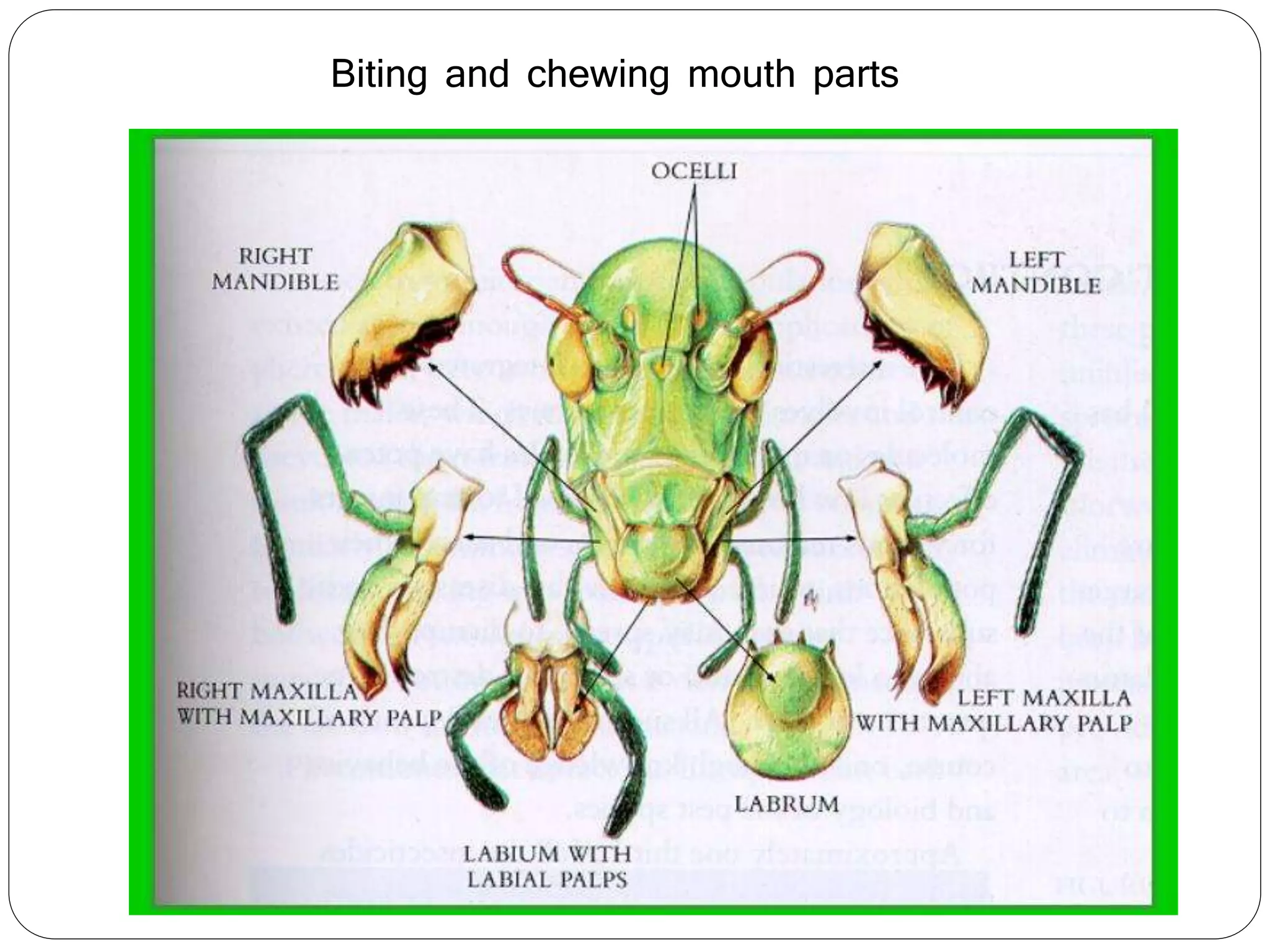 Insect mouthparts.pdf
