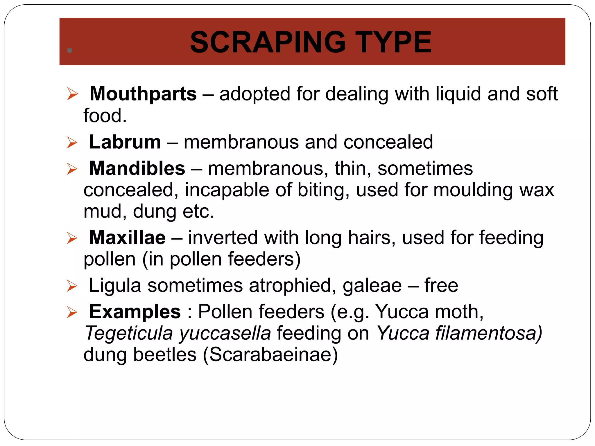 Insect mouthparts.pdf