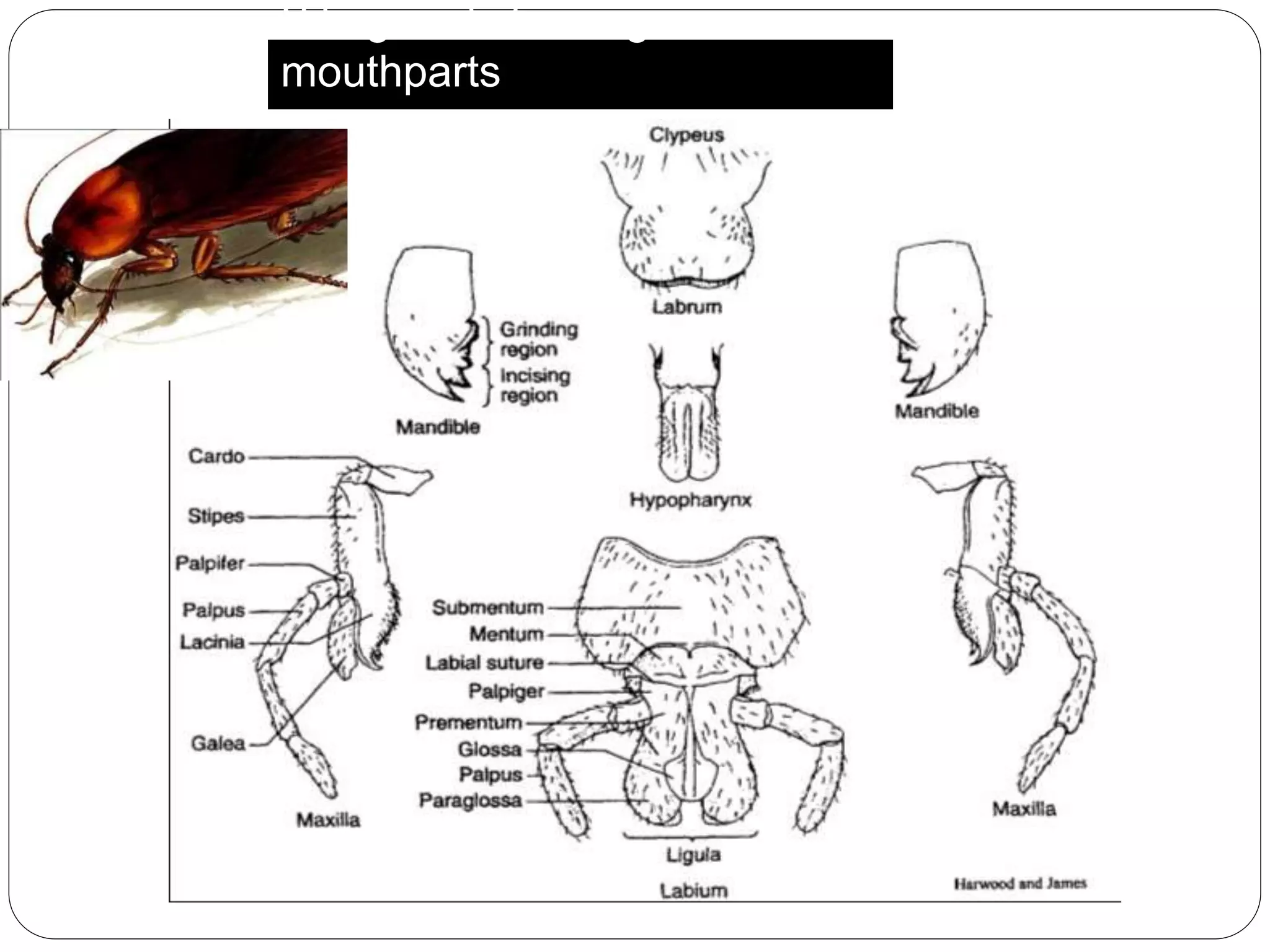 Insect Mouthparts | PPTX