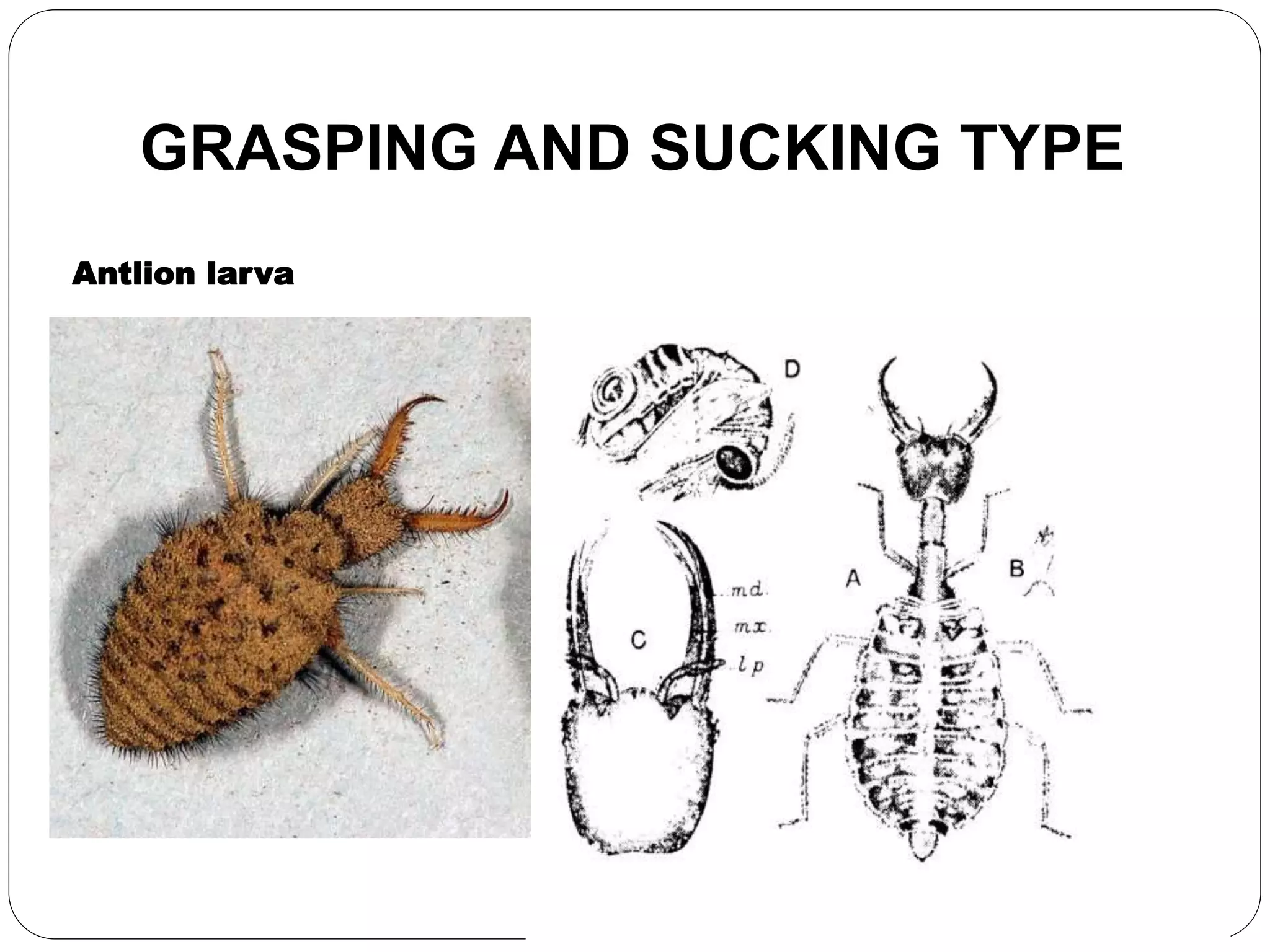 Insect Mouthparts | PPTX