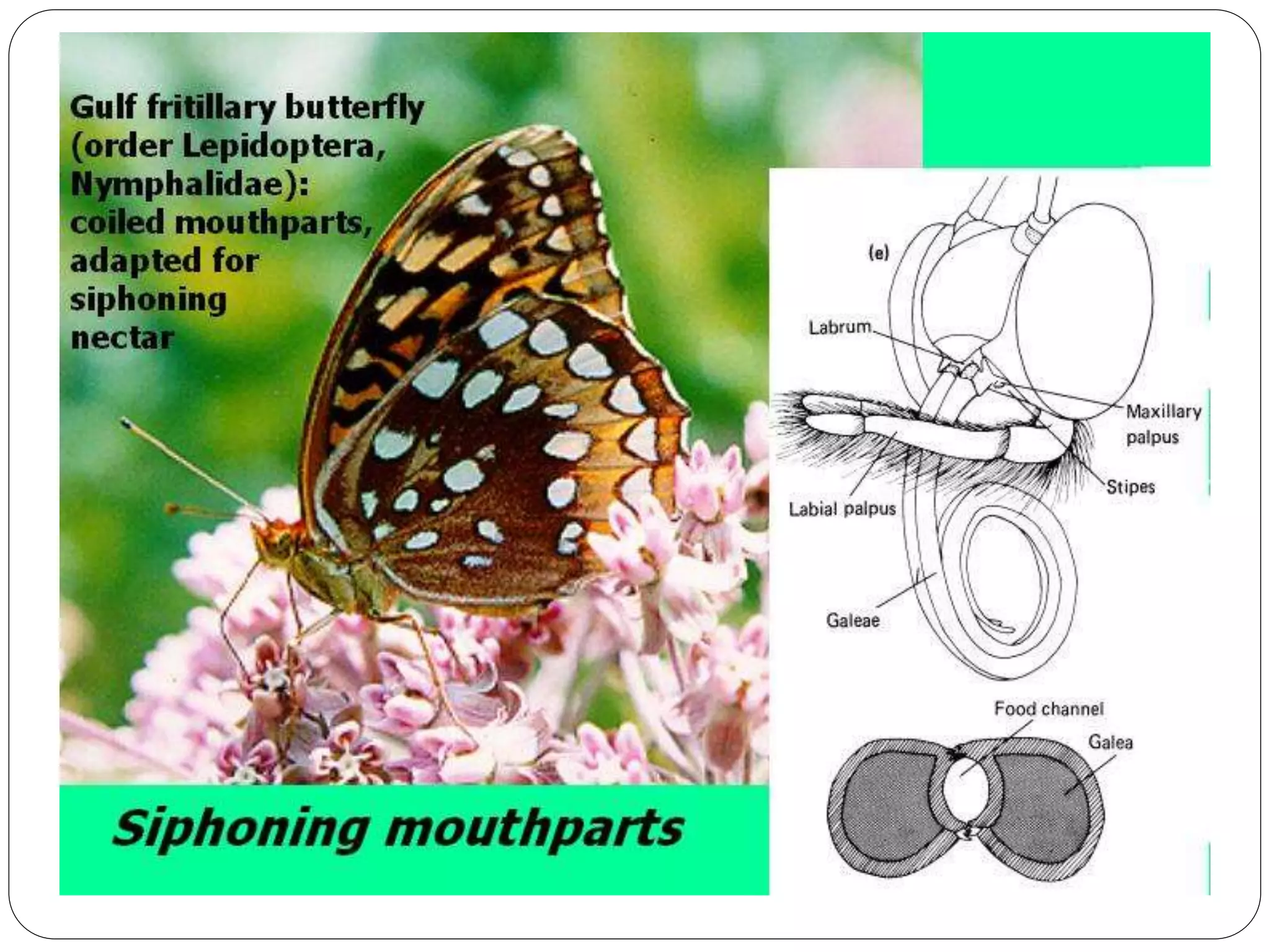 Insect Mouthparts | PPTX