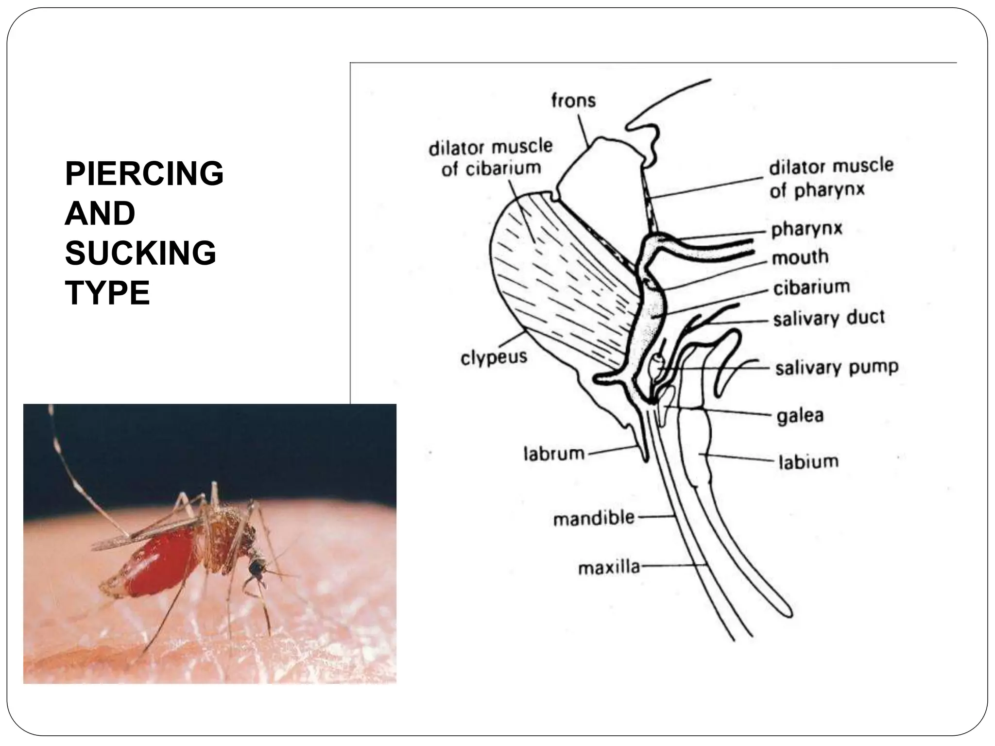 Insect Mouthparts | PPTX