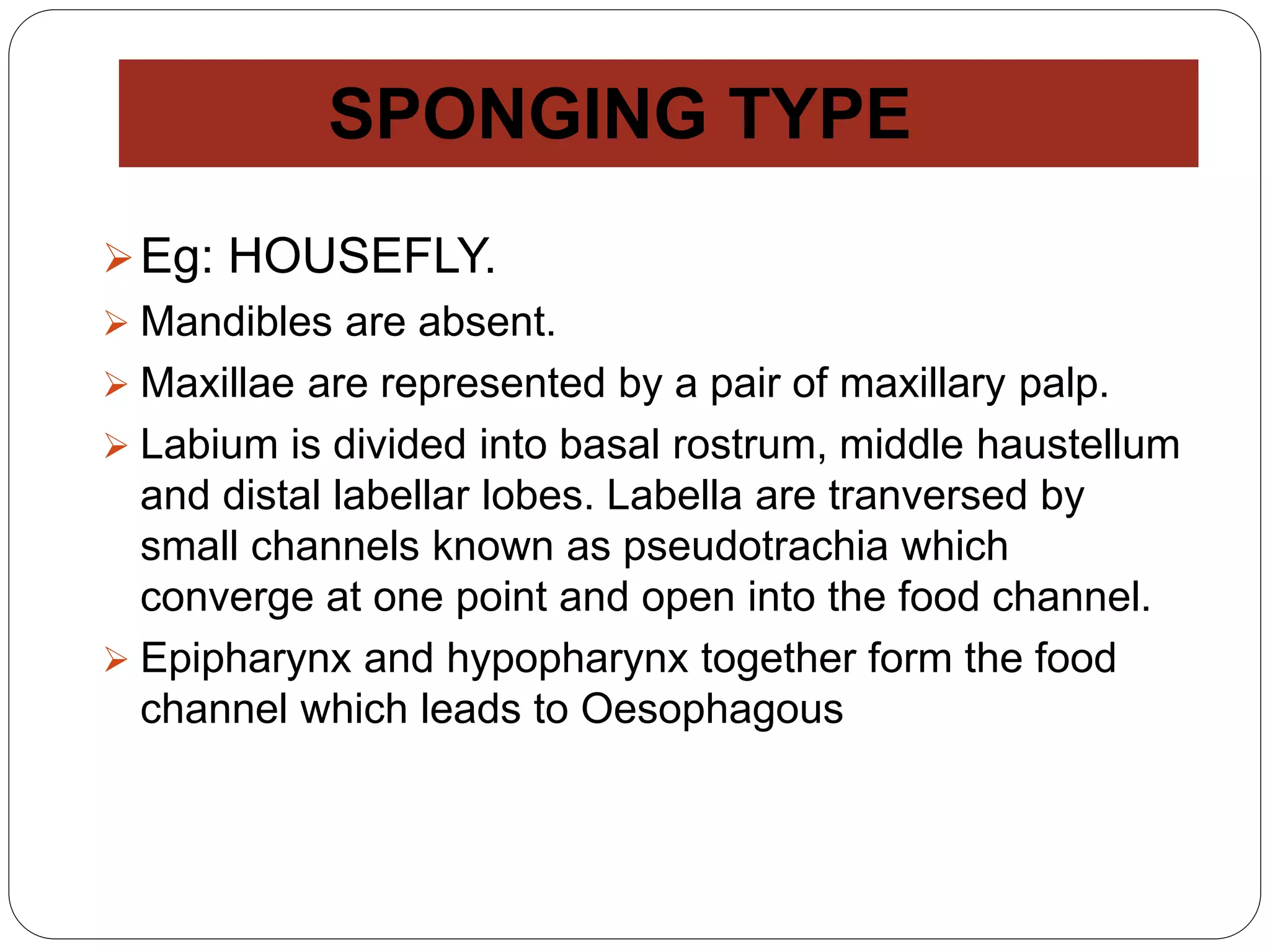 Insect Mouthparts | PPTX