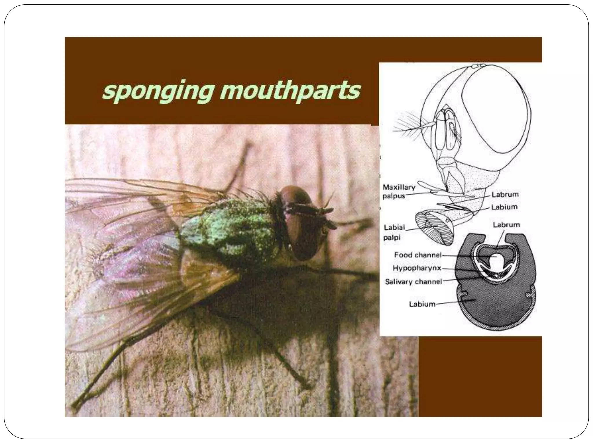 Insect Mouthparts | PPTX