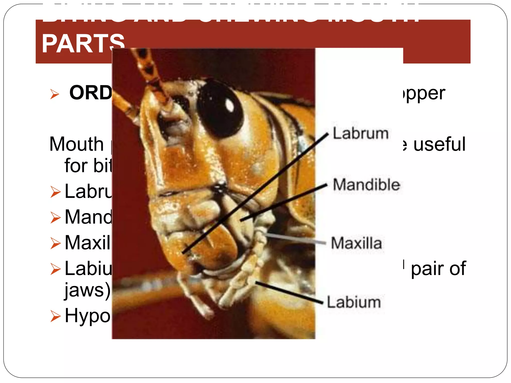Insect Mouthparts | PPTX