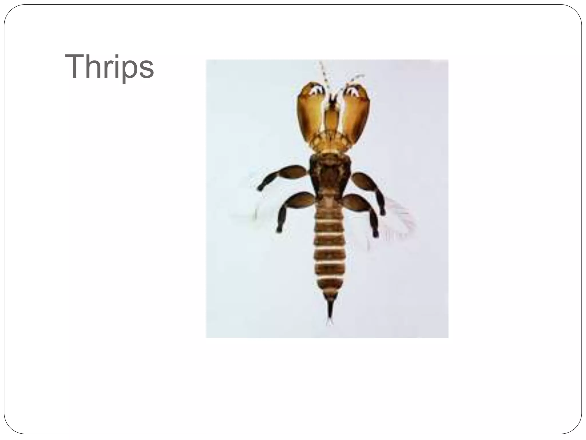 Insect Mouthparts | PPTX