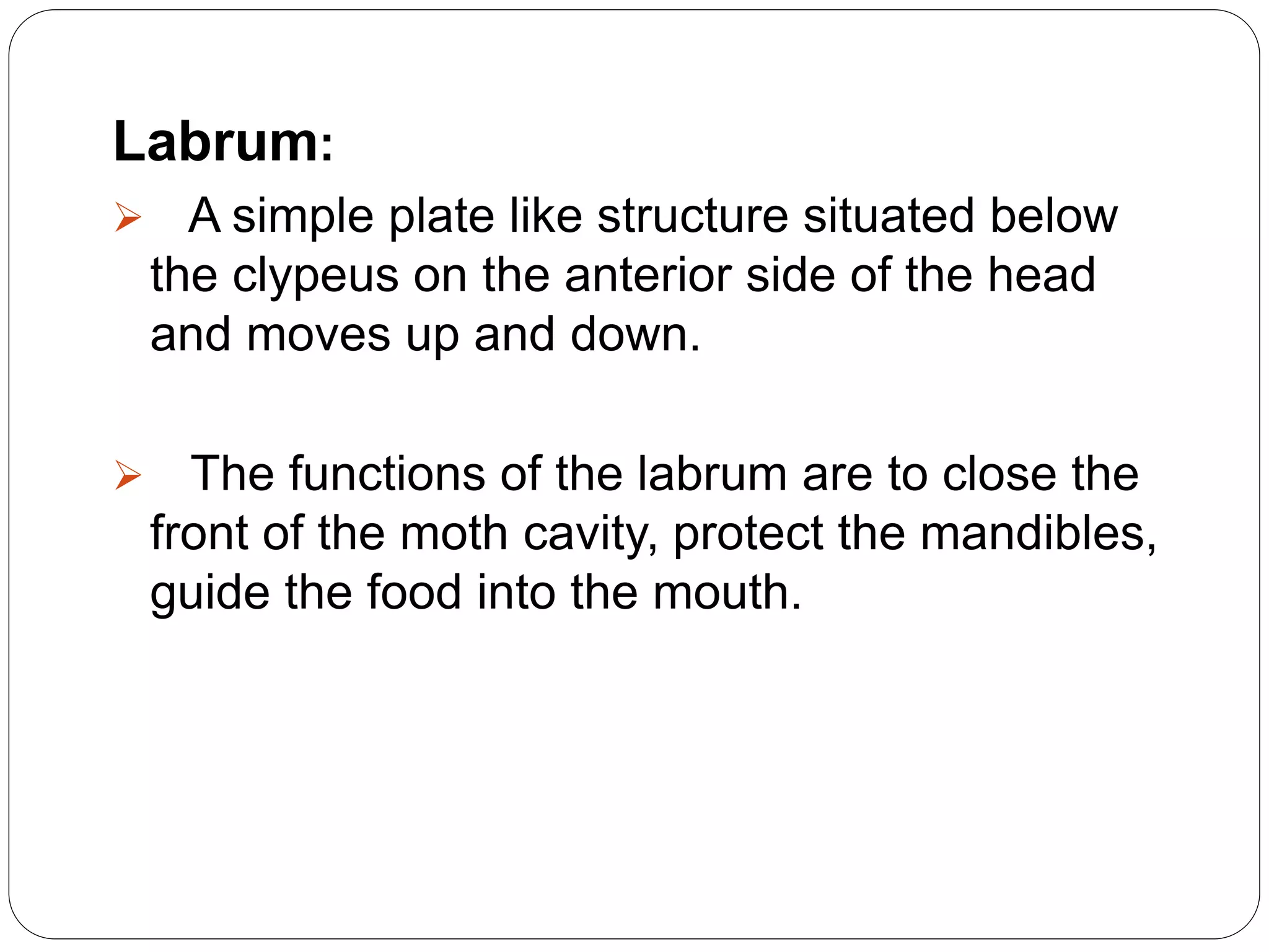 Insect Mouthparts | PPTX