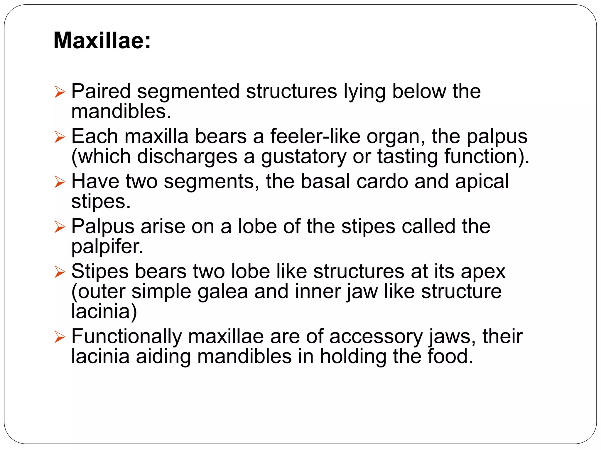 Insect Mouthparts | PPTX