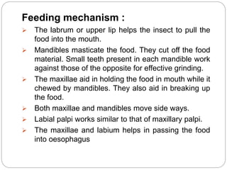 Insect Mouthparts | PPTX