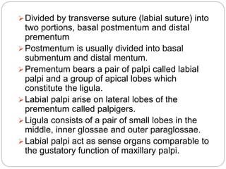 Insect Mouthparts | PPTX