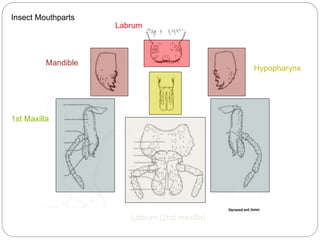 Hypopharynx Insect