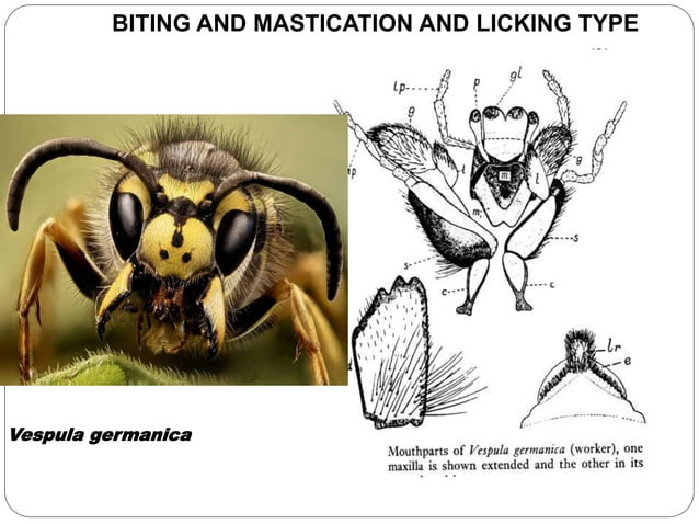 Insect Mouthparts | PPT