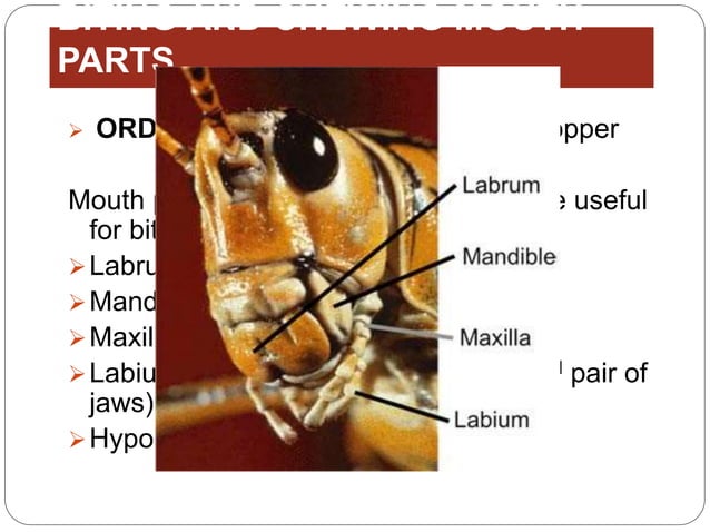 Insect Mouthparts | PPT
