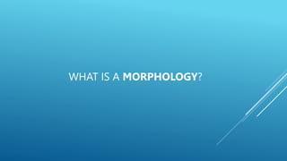 Morphology 101.pptx | Geology | Science