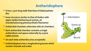 Marchantia Antheridiophore And Archegoniophore Diagram