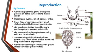 Marchantia Gemmae Cup