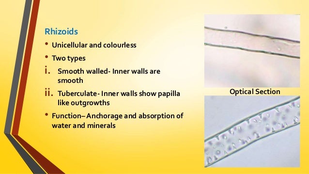 What is the function of rhizoids – Search – Wkcn