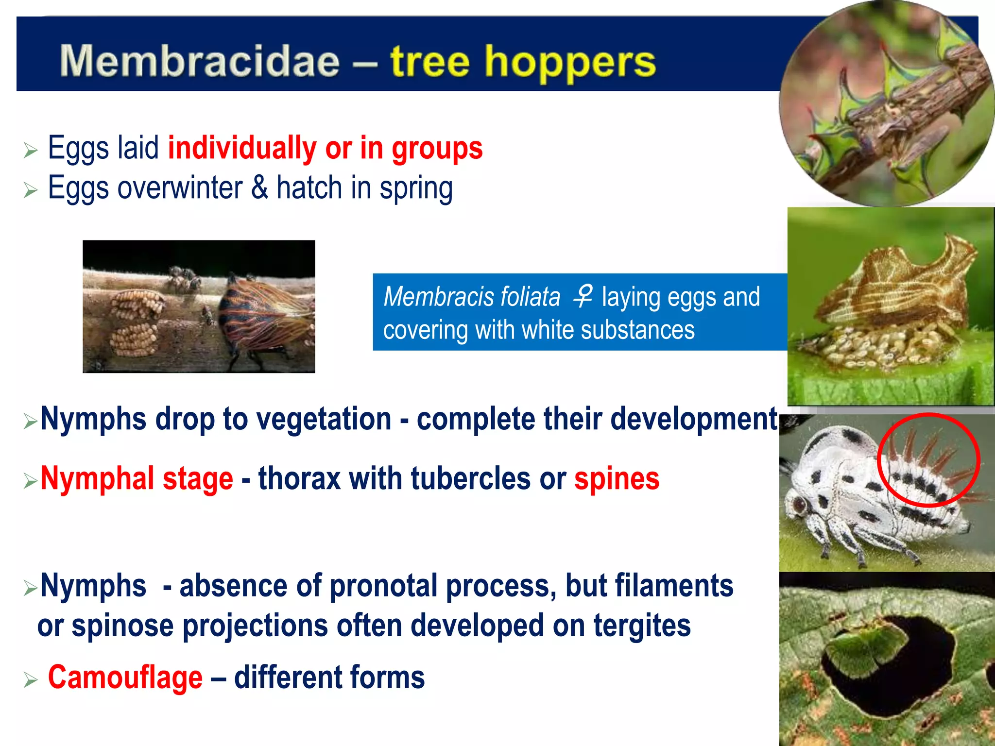 Morphology and adaptations of immature stages of hemiptera | PPT