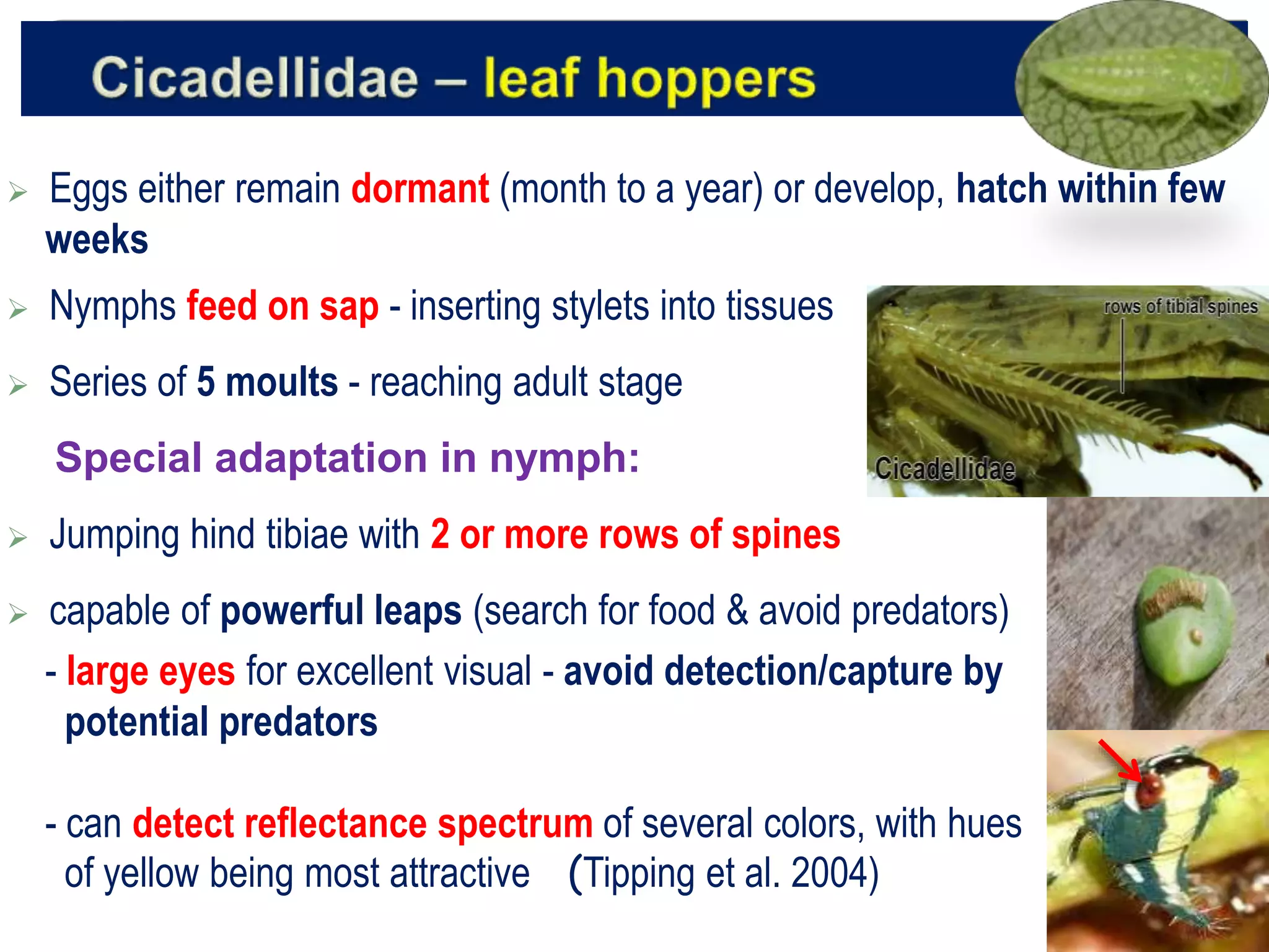 Morphology and adaptations of immature stages of hemiptera | PPT