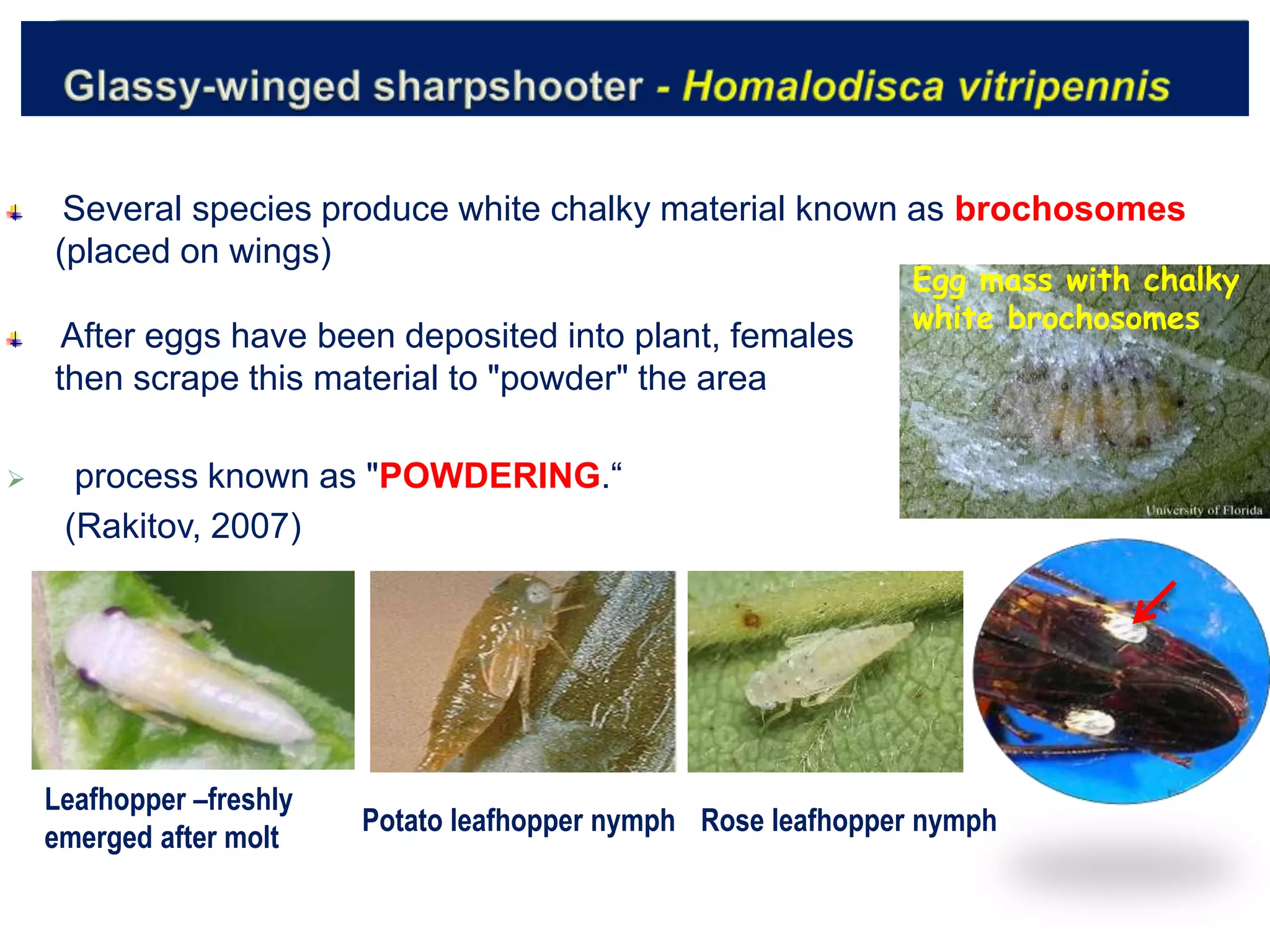 Morphology and adaptations of immature stages of hemiptera | PPT