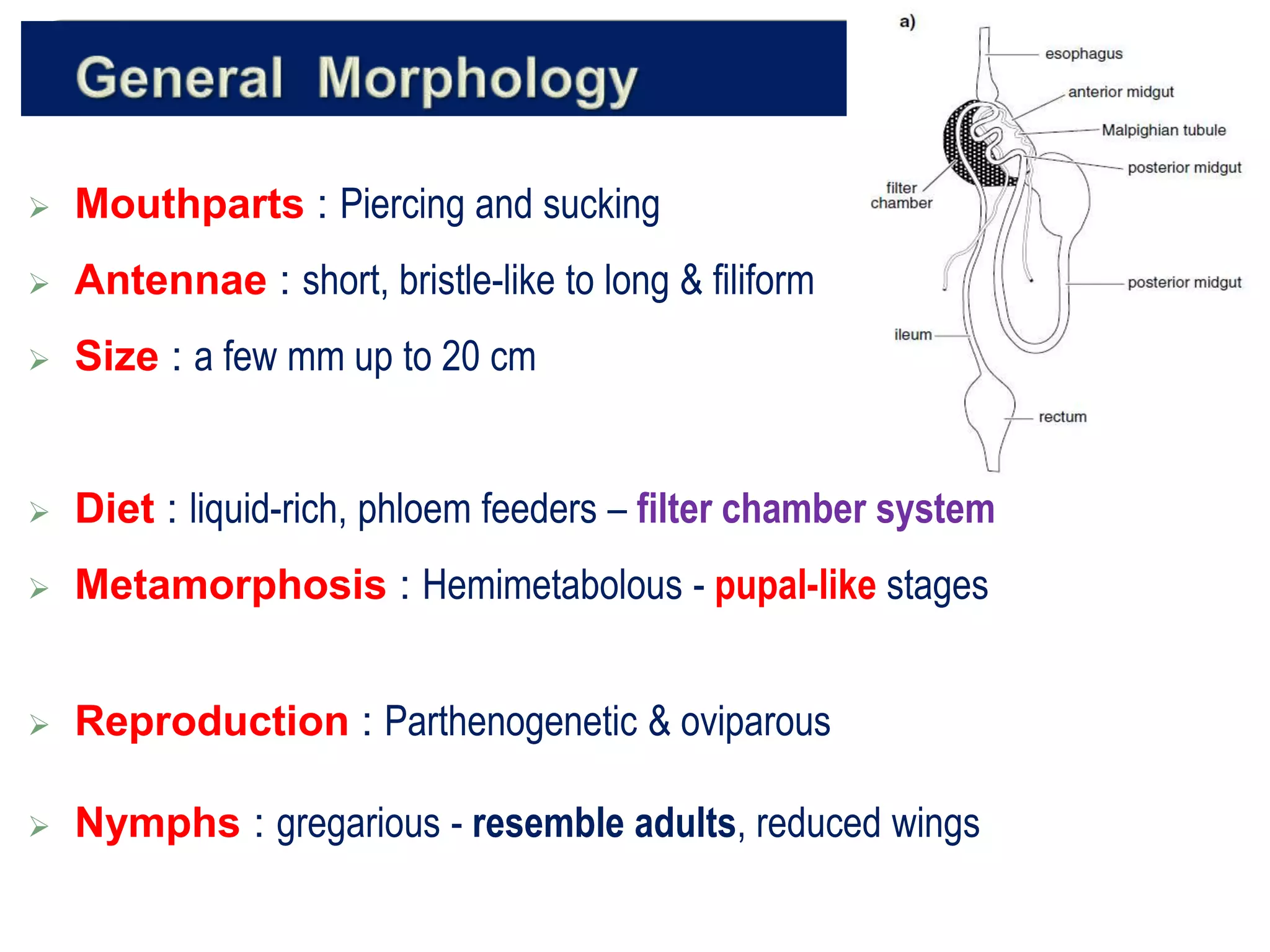 Morphology and adaptations of immature stages of hemiptera | PPT