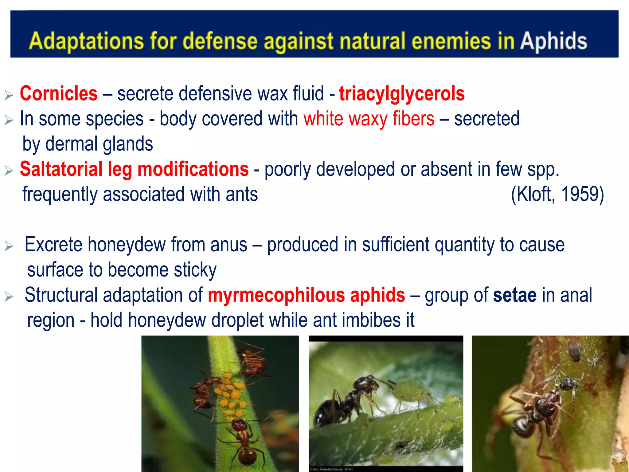 Morphology and adaptations of immature stages of hemiptera | PPT