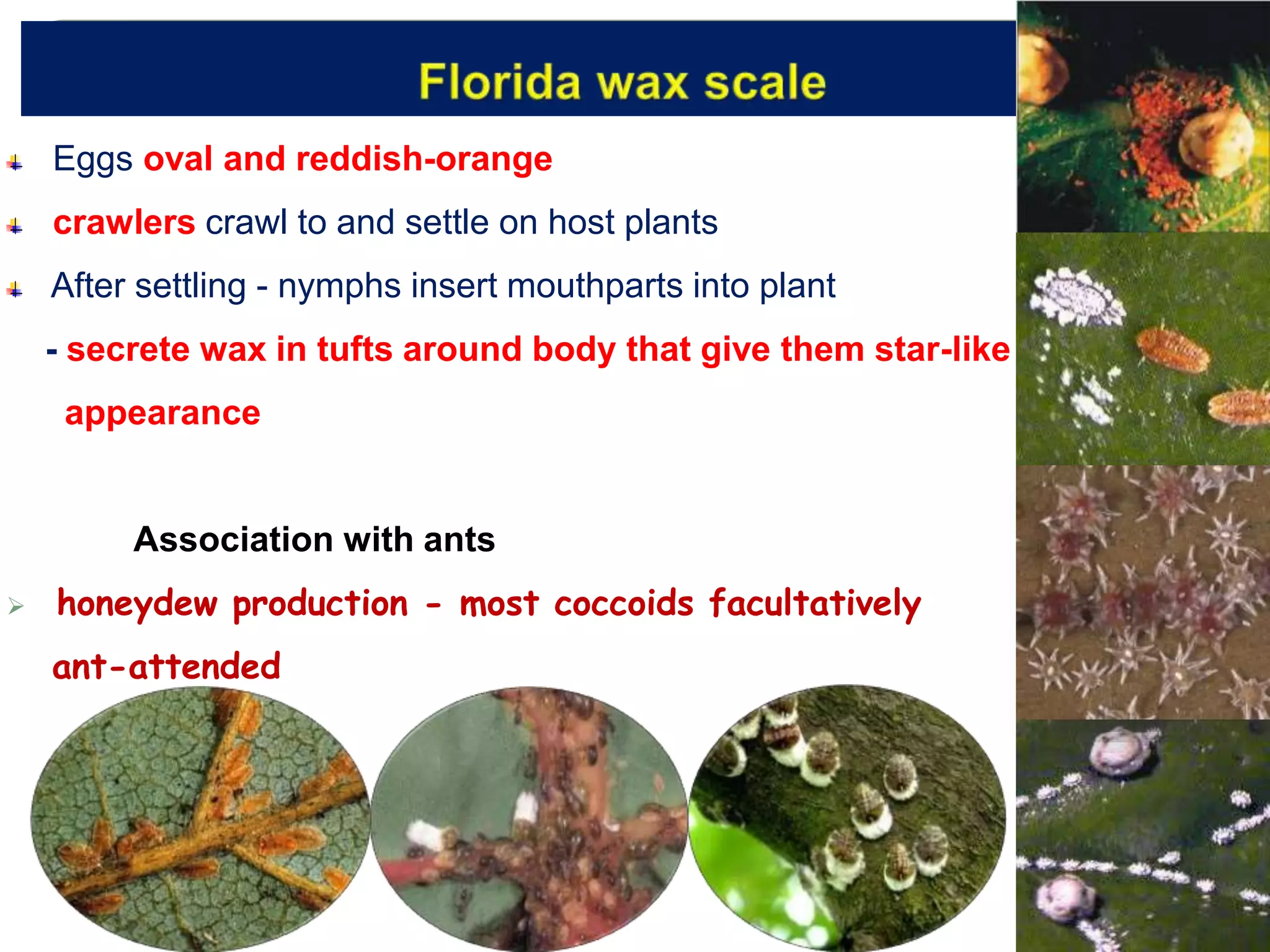 Morphology and adaptations of immature stages of hemiptera | PPT