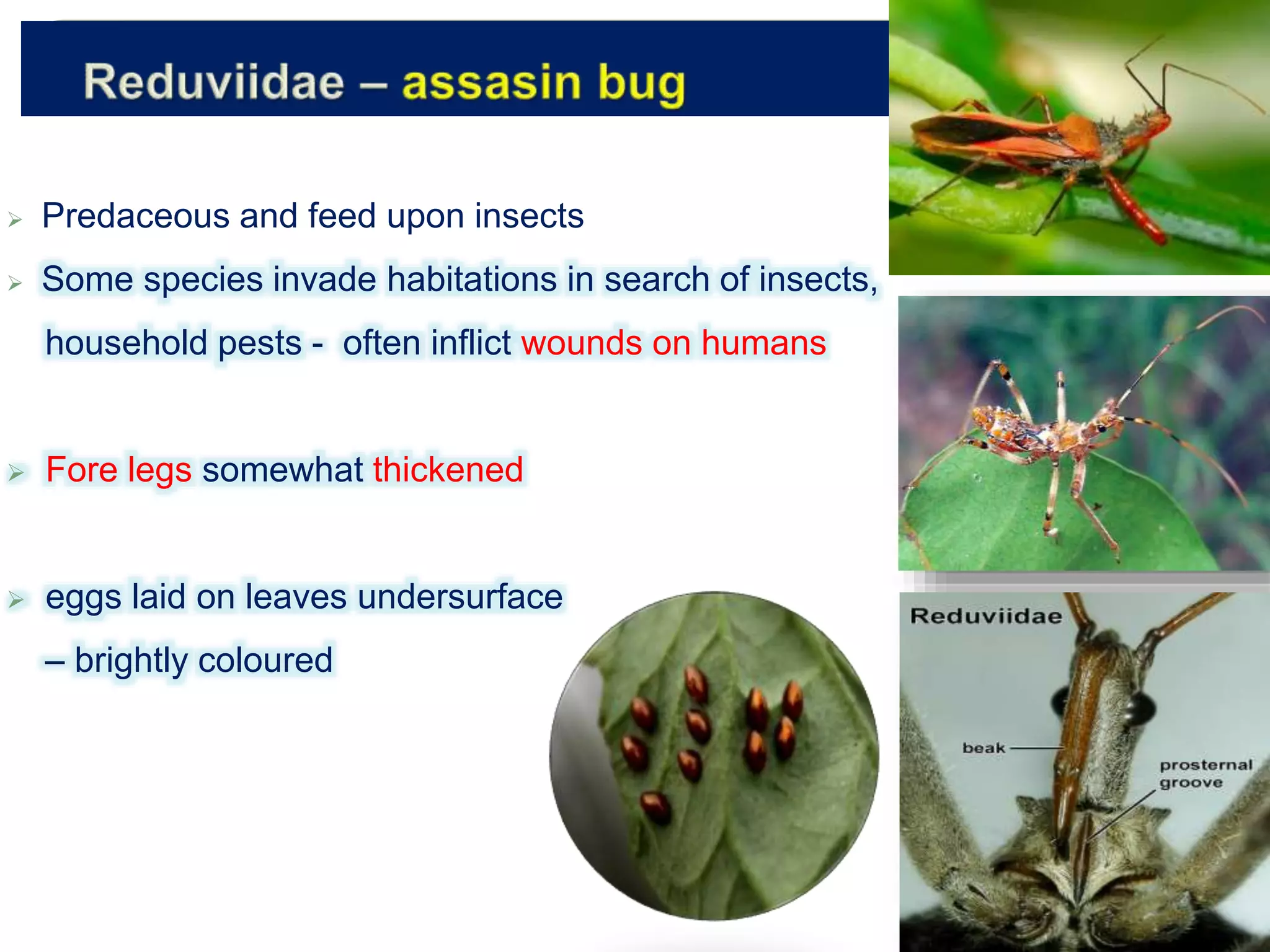 Morphology and adaptations of immature stages of hemiptera | PPT