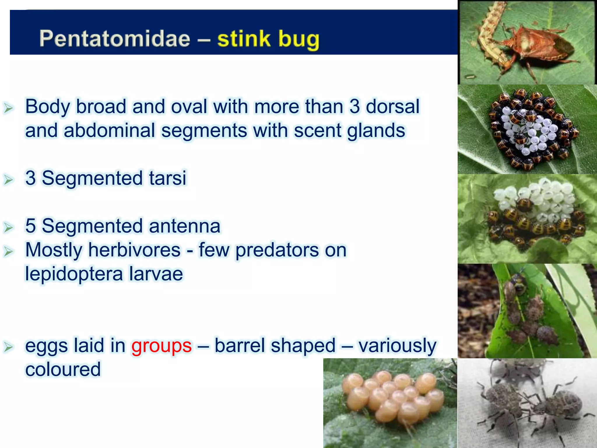 Morphology and adaptations of immature stages of hemiptera | PPT