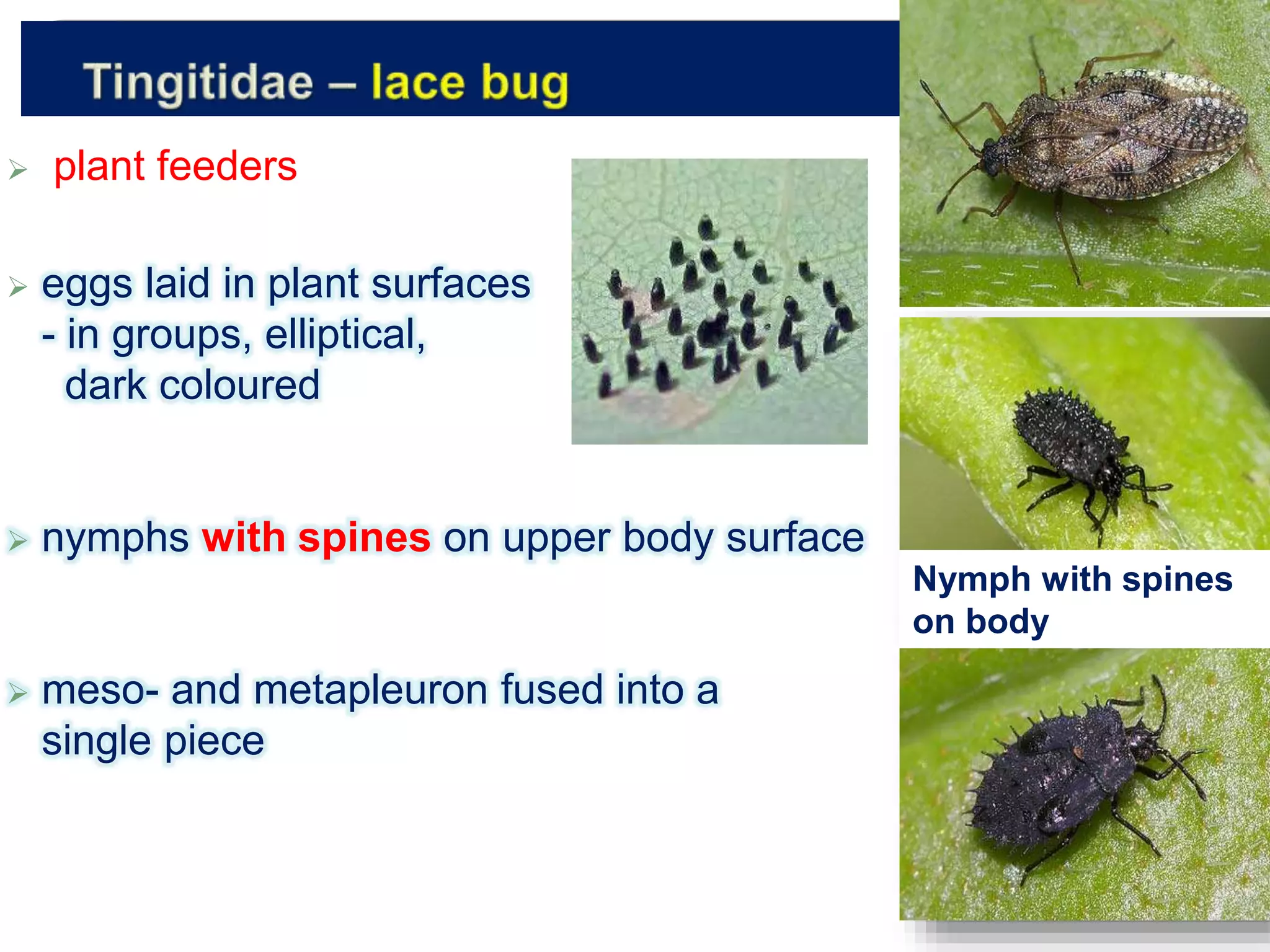 Morphology and adaptations of immature stages of hemiptera | PPT