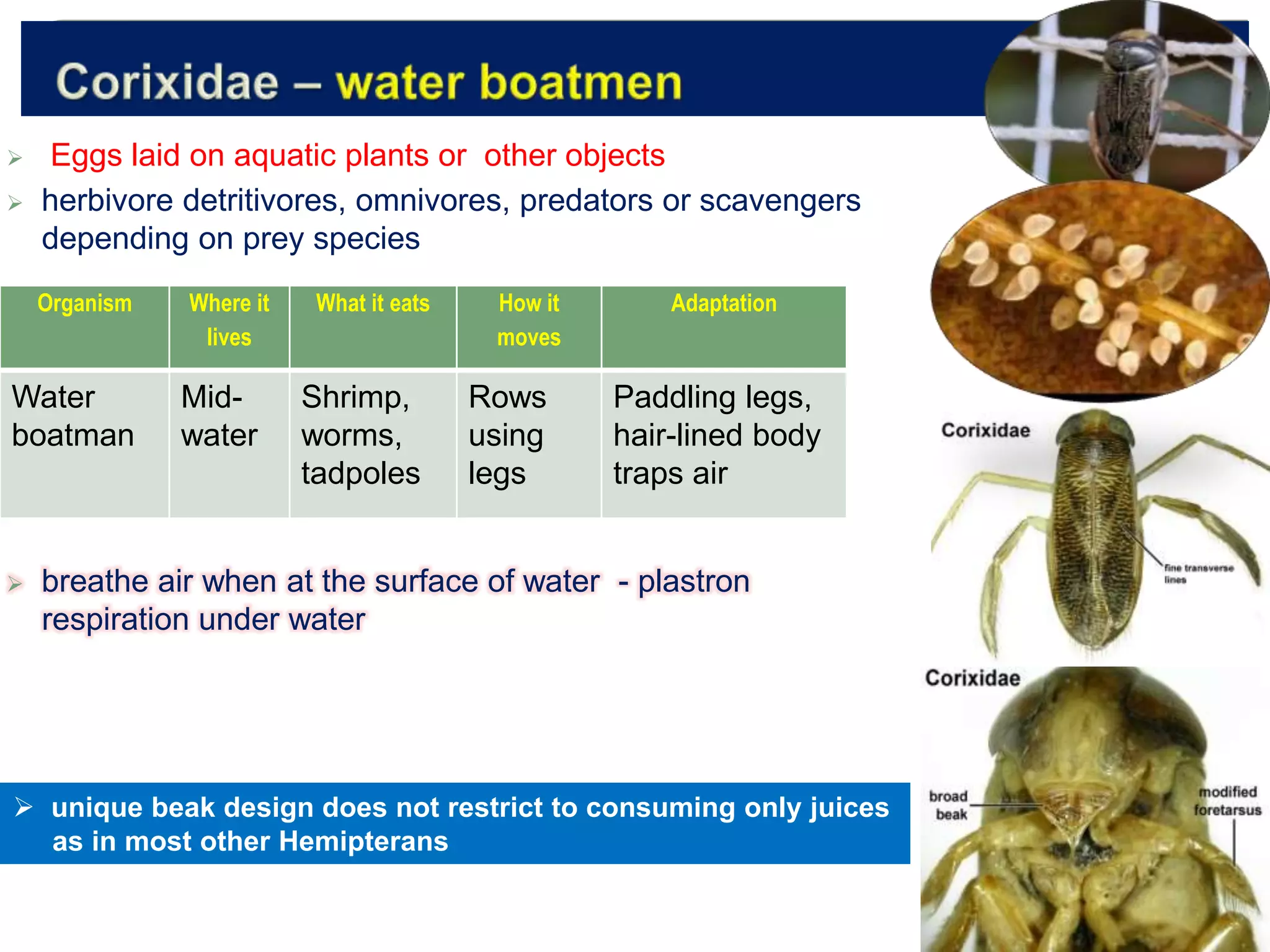 Morphology and adaptations of immature stages of hemiptera | PPT