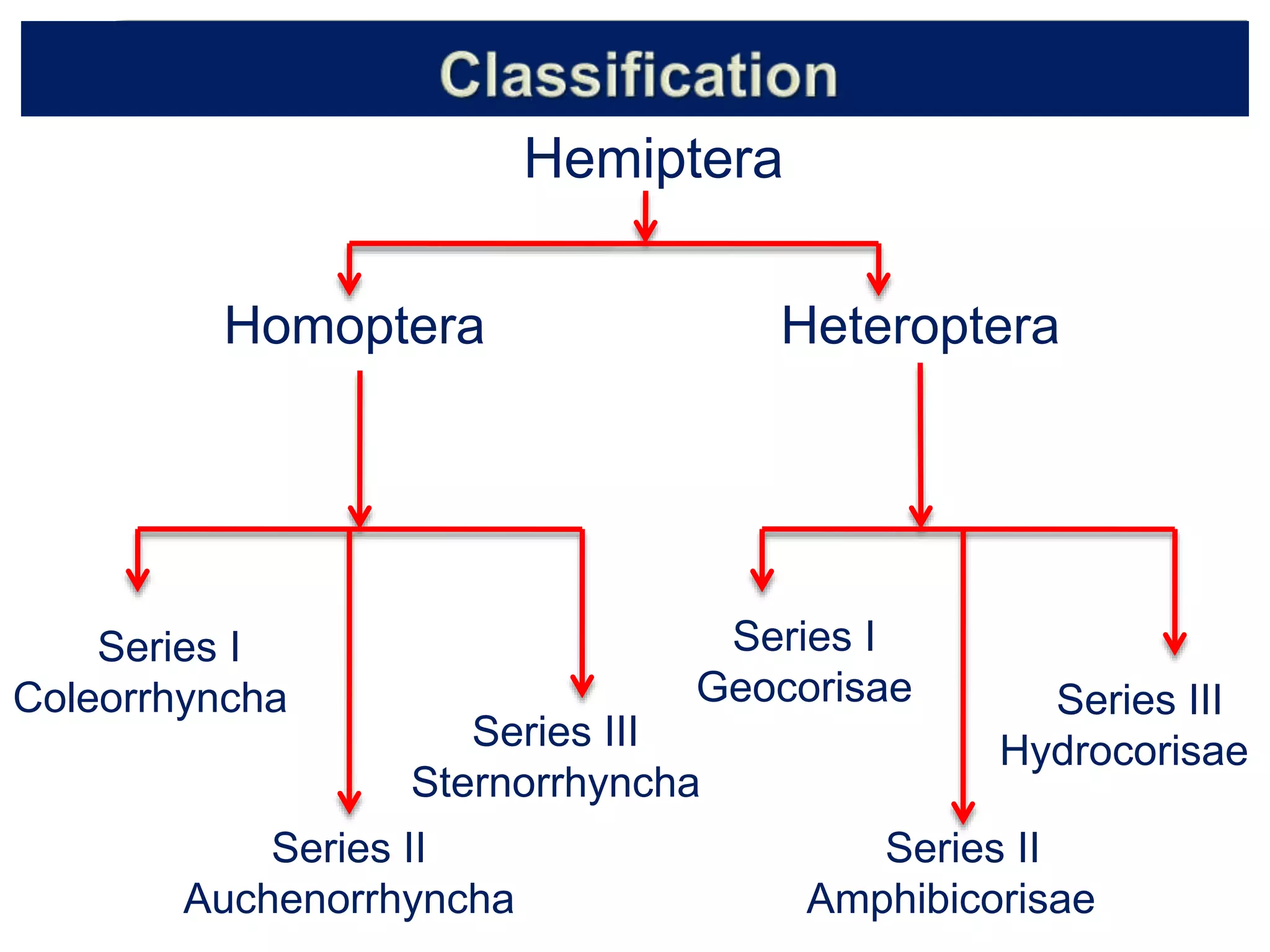Morphology and adaptations of immature stages of hemiptera | PPT