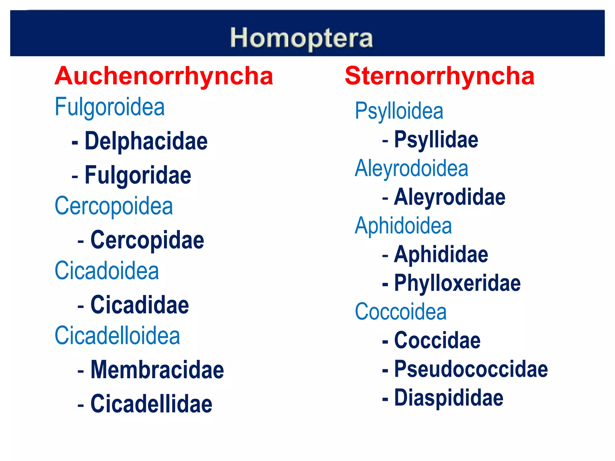 Morphology and adaptations of immature stages of hemiptera | PPT
