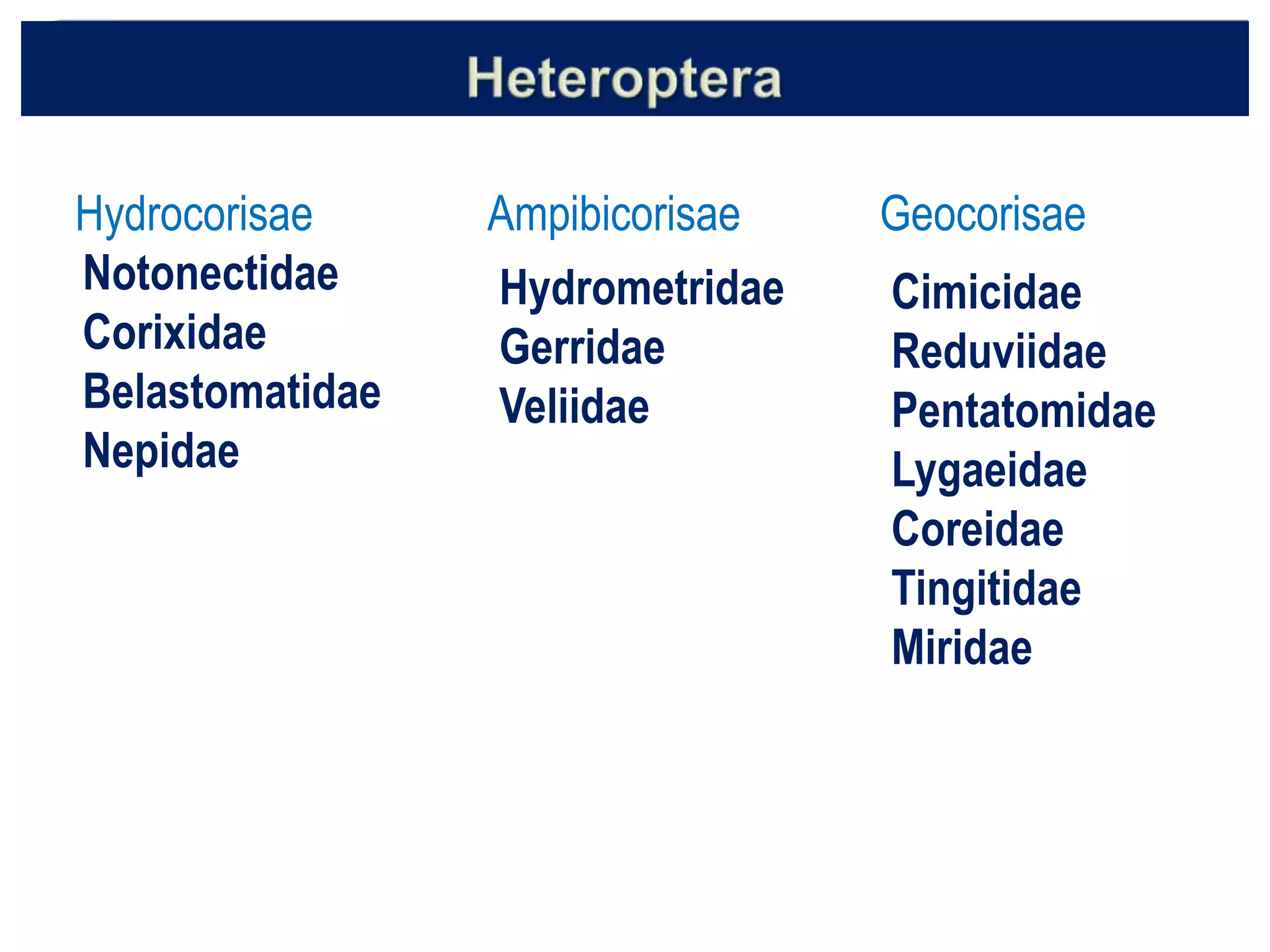 Morphology and adaptations of immature stages of hemiptera | PPT