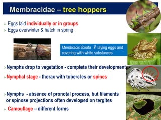 Morphology and adaptations of immature stages of hemiptera | PPT