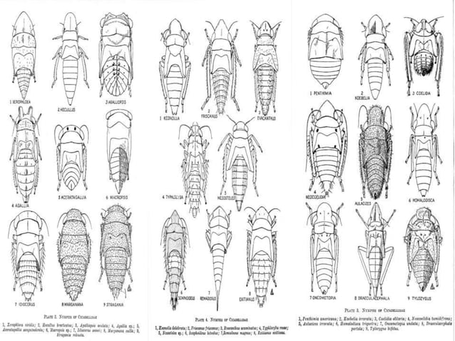 Morphology and adaptations of immature stages of hemiptera | PPT