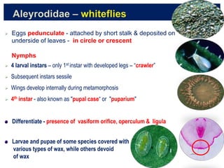 Morphology and adaptations of immature stages of hemiptera | PPTX