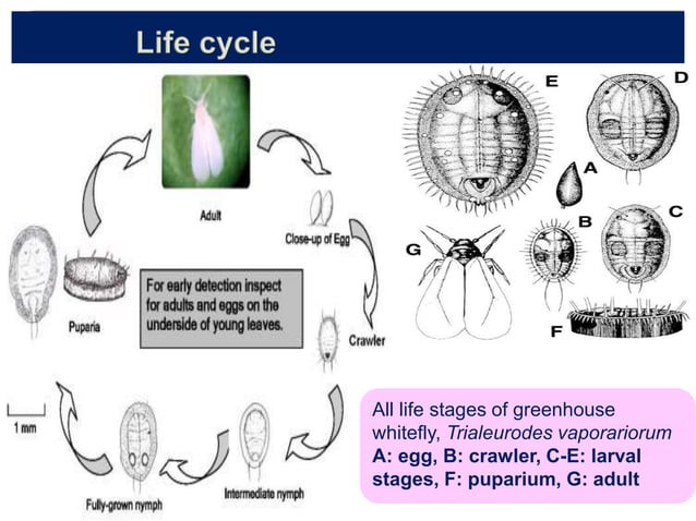 Morphology and adaptations of immature stages of hemiptera | PPT