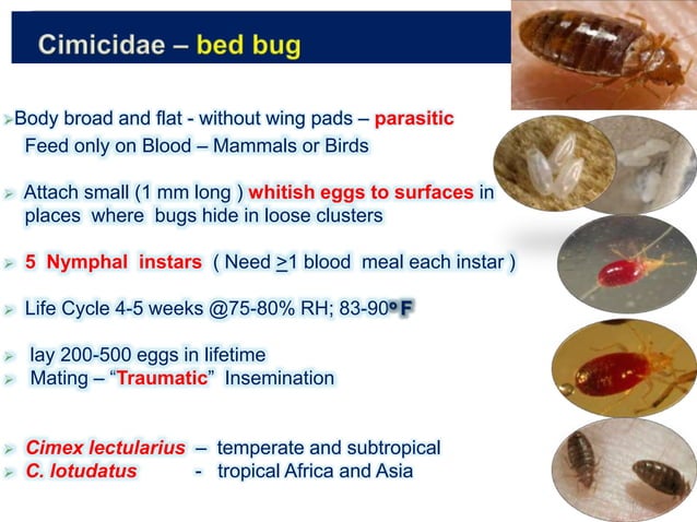 Morphology and adaptations of immature stages of hemiptera | PPT