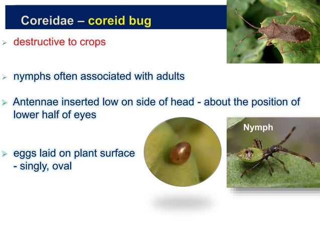Morphology and adaptations of immature stages of hemiptera | PPT