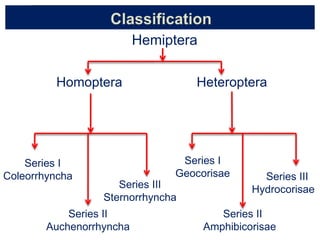 Morphology and adaptations of immature stages of hemiptera | PPT