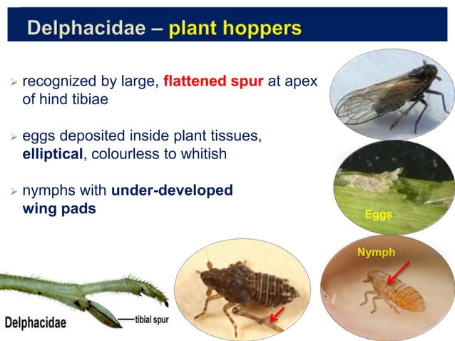 Morphology and adaptations of immature stages of hemiptera | PPT