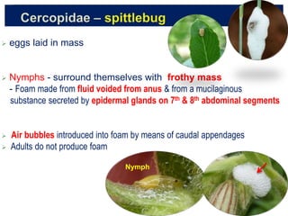Morphology and adaptations of immature stages of hemiptera | PPTX