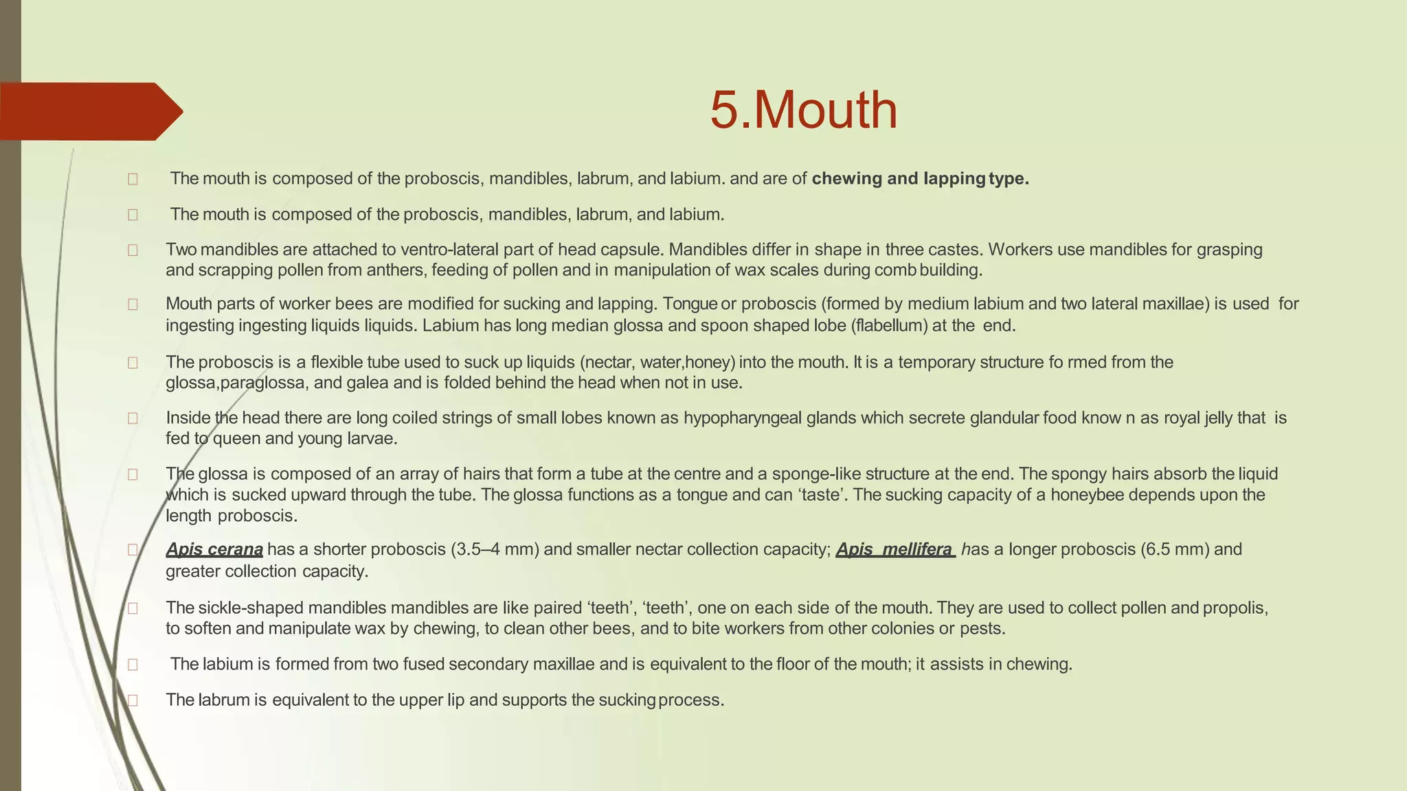 Morphology and anatomy of honeybee | PPTX