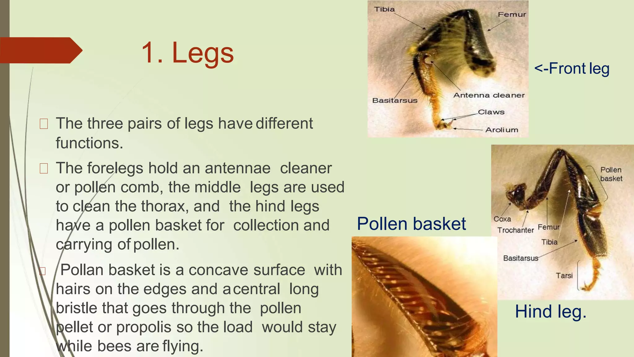 Morphology and anatomy of honeybee | PPTX