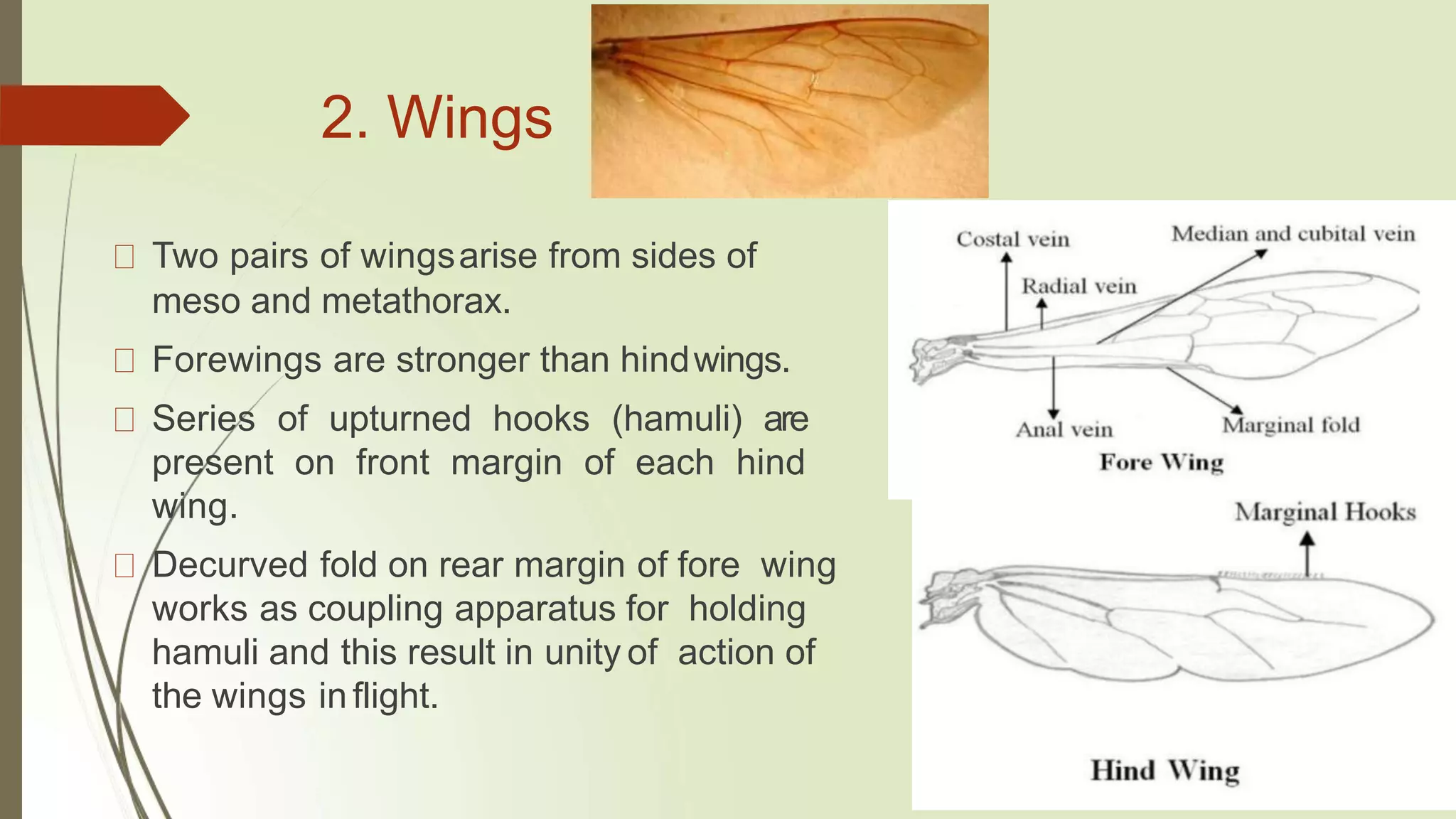 Morphology and anatomy of honeybee | PPTX