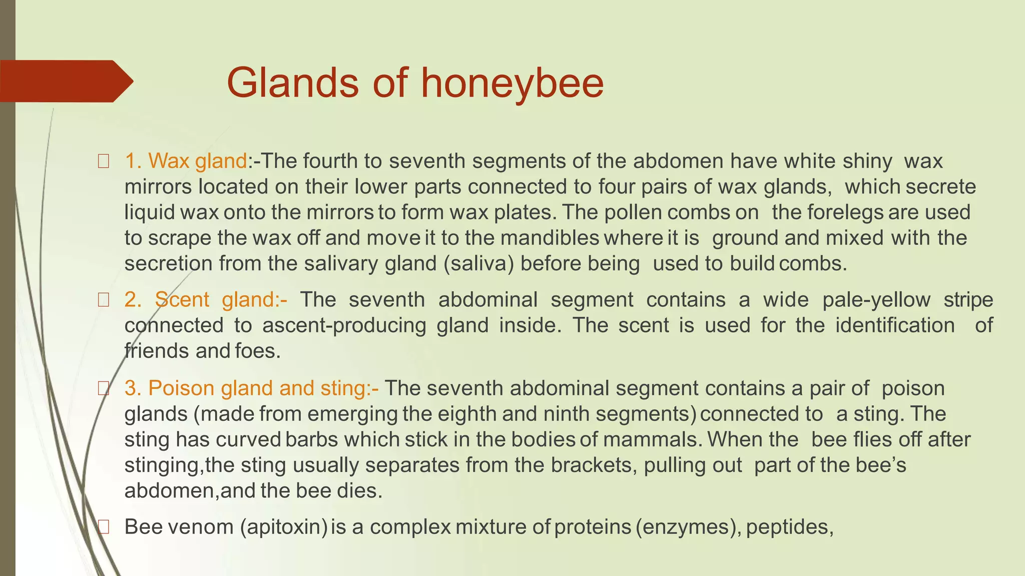Morphology and anatomy of honeybee | PPTX